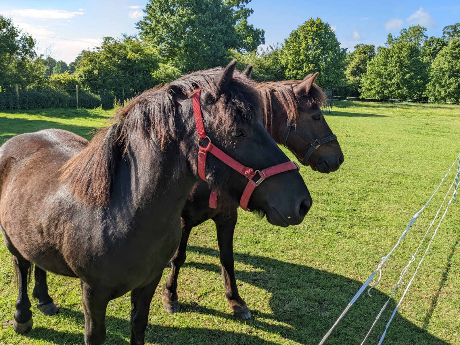 Latest news from the Dartmoor Pony Heritage Trust